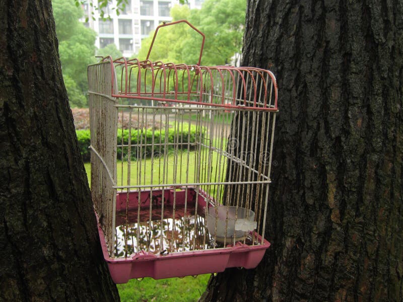 Cage stock photo. Image of tree, freedom, green, cage - 43162836