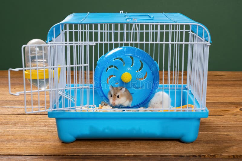 A Cage with Two Small Hamsters Stock Image - Image of funny, wheel ...