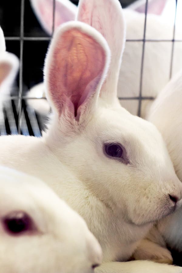 Cage of White Meat Rabbits stock image. Image of pets - 26336633