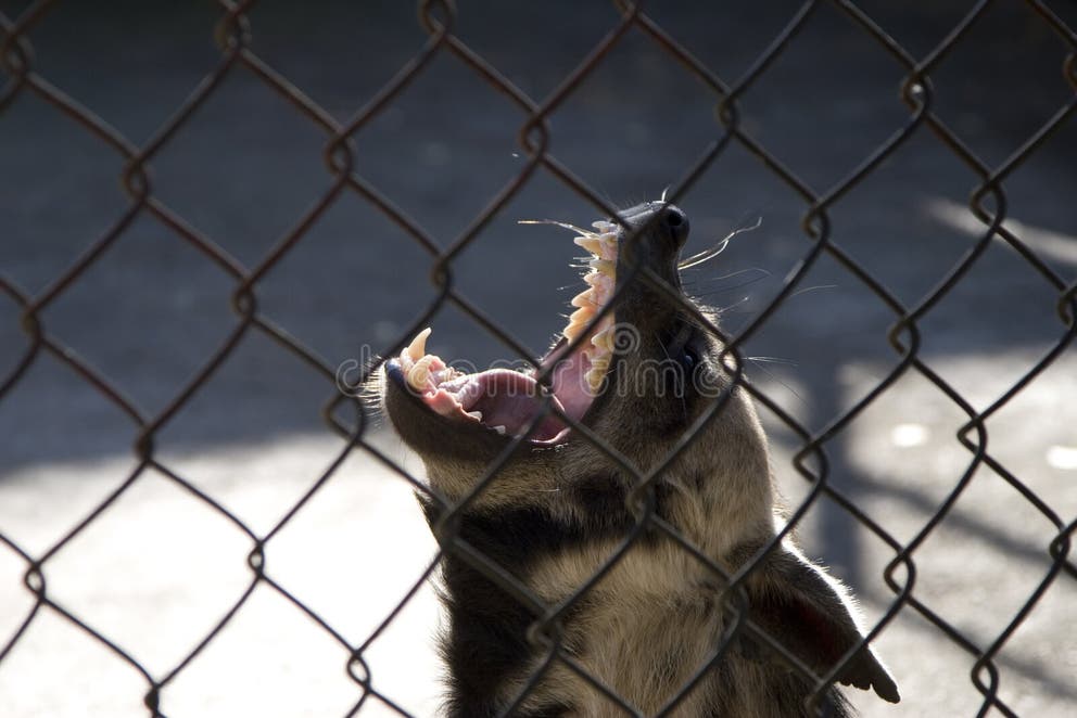 Caged anger stock photo. Image of fence, carnivore, angry - 1952404