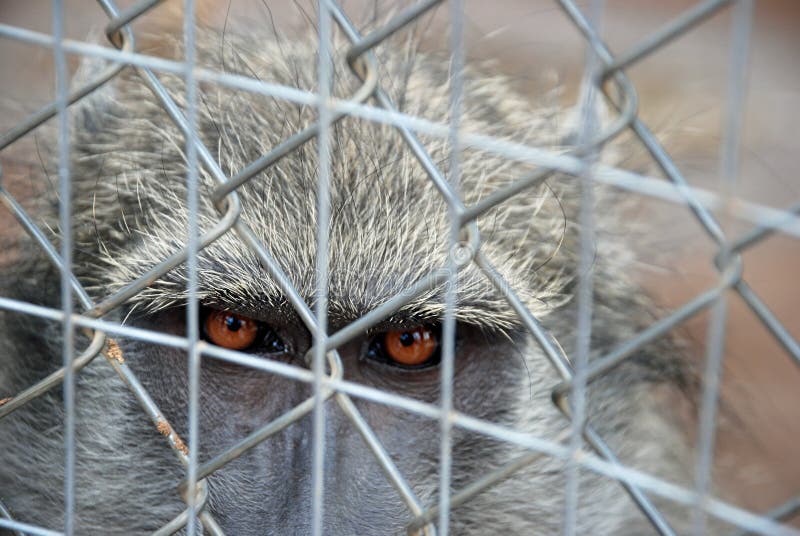 Caged Baboon stock image. Image of enclosure, african - 17011129