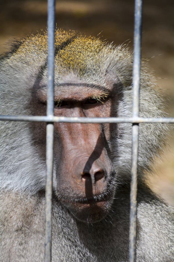 193 Baboon Cage Zoo Stock Photos - Free & Royalty-Free Stock Photos ...