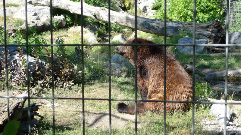 Caged Bear in Zoo stock image. Image of caged, grizzly - 105114563