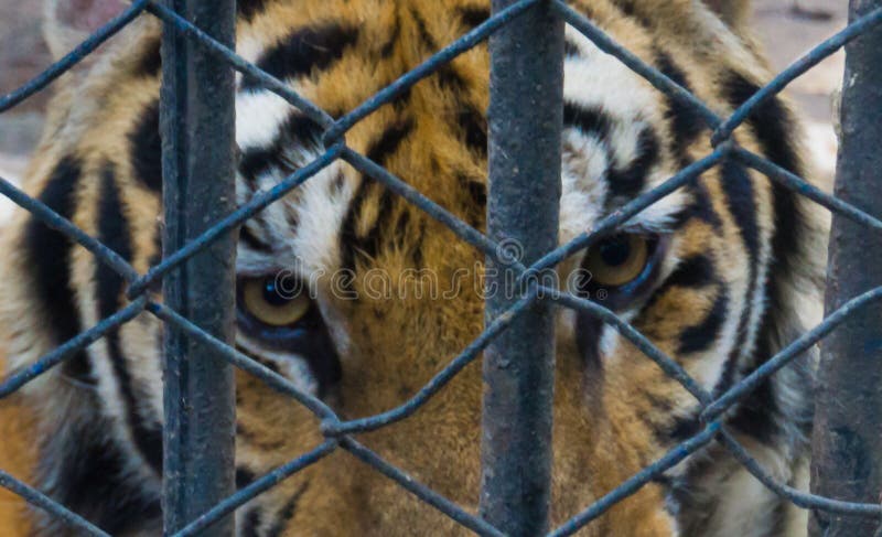 Caged Bengal tiger stock photo. Image of baby, striped - 227363442