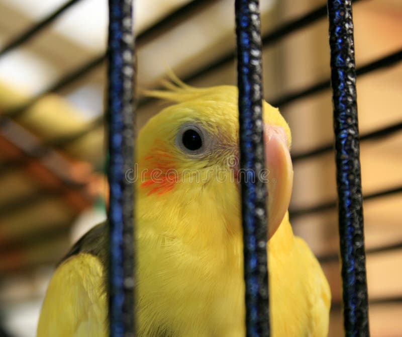 Caged Bird stock image. Image of caged, cockatiel, eyes - 1901585