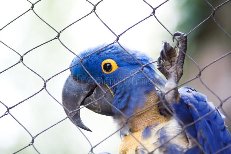 Caged Bird stock photo. Image of beak, parrot, fence, yellow - 8156814