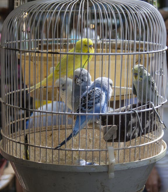 Caged birds stock image. Image of domestic, birds, exotic - 26598063