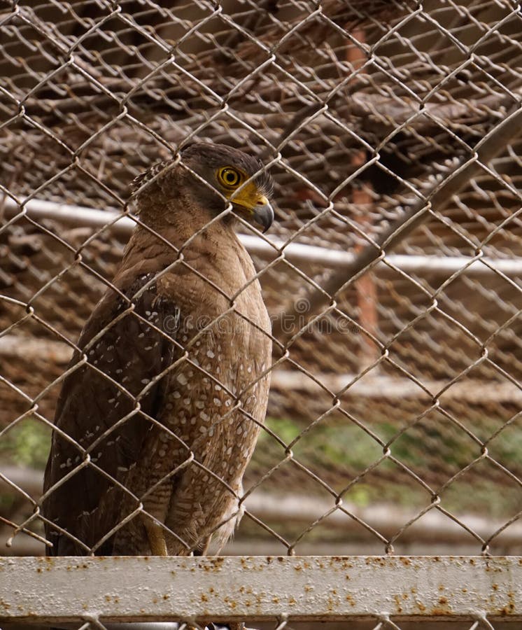 Caged Birds Kept in Zoos and Parks for Human Interactions and ...