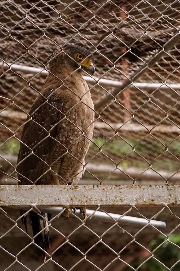Caged Birds Kept in Zoos and Parks for Human Interactions and ...