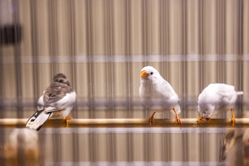 Caged birds in a pet store stock photo. Image of natural - 264211928