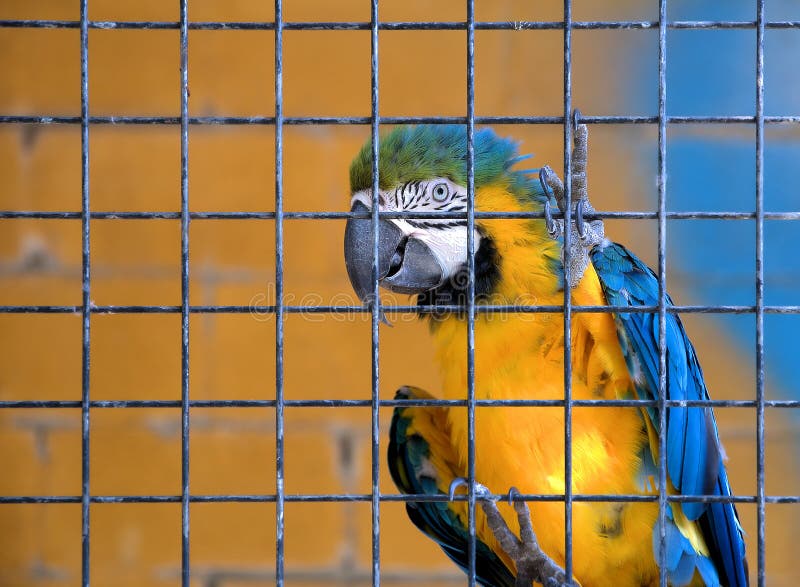 1,633 Birds Cages Stock Photos - Free & Royalty-Free Stock Photos from ...