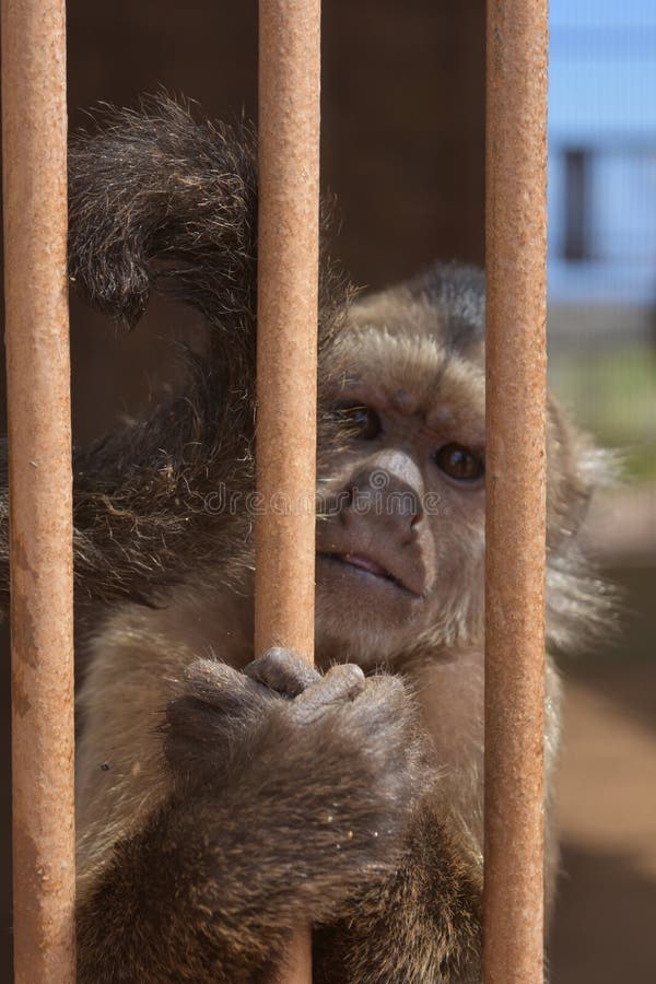 Caged Capuchin Monkey Gripping the Bars of the Cage Stock Image - Image ...