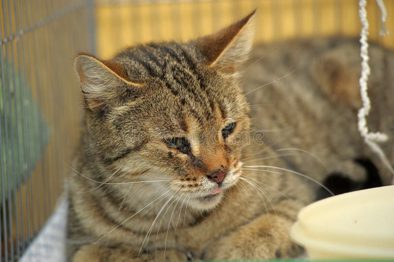 Caged cat in the shelter stock image. Image of looking - 171871865