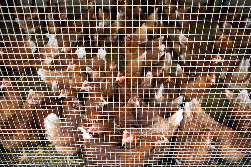 Caged chicken stock image. Image of barn, fence, alive - 23693513