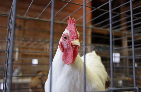 4,333 Rooster Cage Stock Photos - Free & Royalty-Free Stock Photos from ...