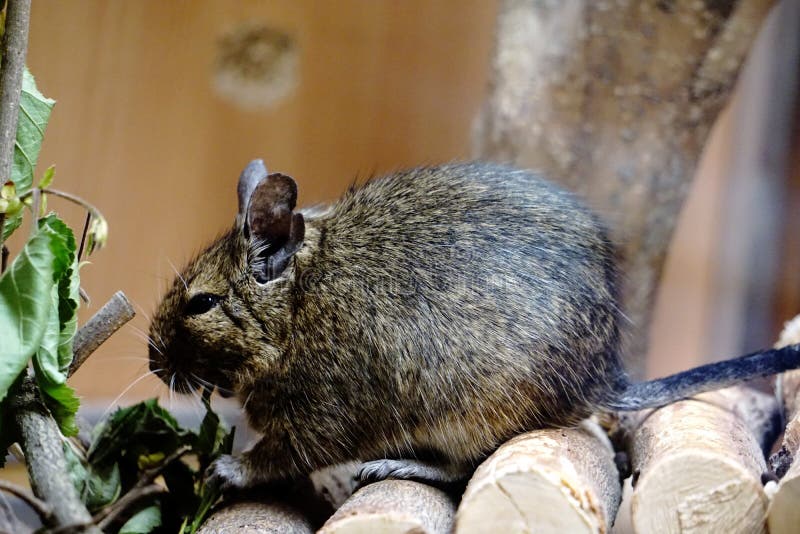 Caged Degu Eating Leafs - Close-up Stock Image - Image of rodent ...