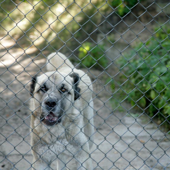 Caged dog stock image. Image of confined, eyes, puppy - 4758149