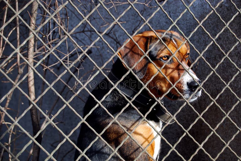 Angry Caged Dog Stock Photos - Free & Royalty-Free Stock Photos from ...