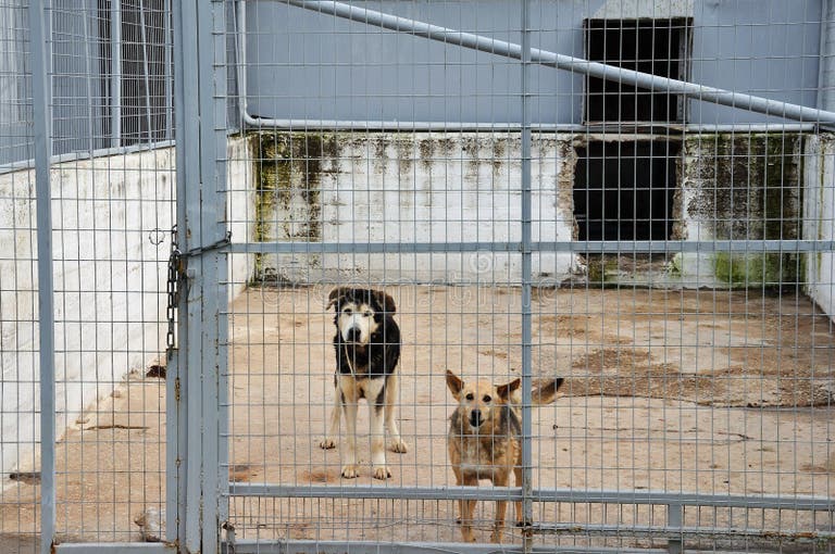 Caged dogs stock image. Image of disuse, abandoned, animal - 14165187