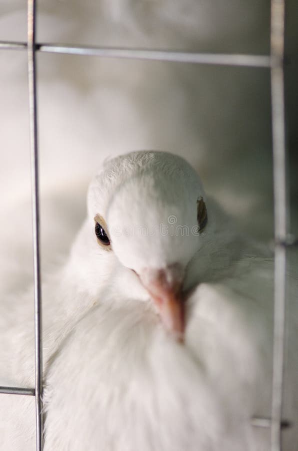 Caged Dove Royalty Free Stock Images - Image: 34810379