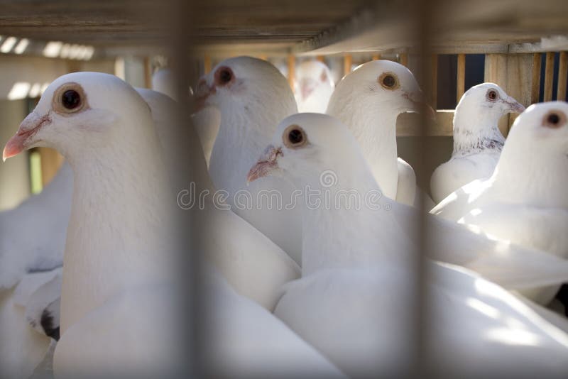 11,501 Doves Photos - Free & Royalty-Free Stock Photos from Dreamstime