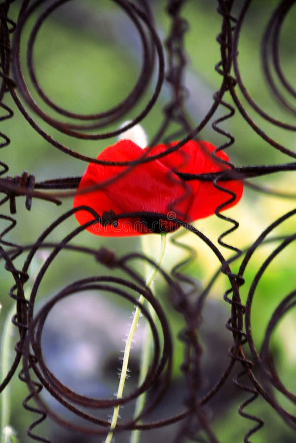 Caged flower stock photo. Image of limitation, rusty - 80454844