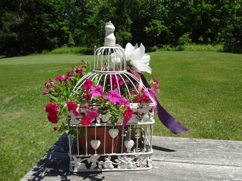 Caged Flowers stock photo. Image of card, basket, flowers - 55077556