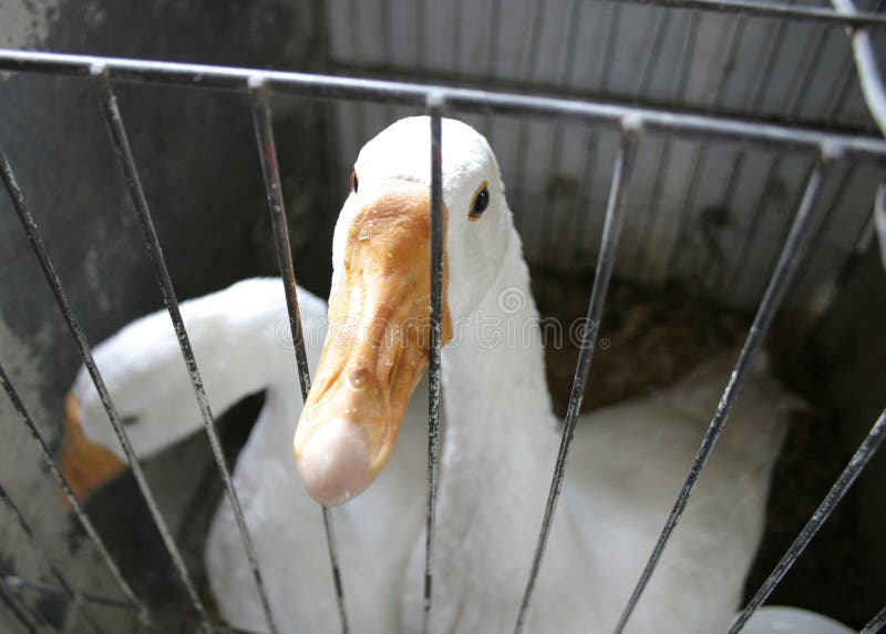 Caged Geese stock photo. Image of goose, farm, feathers - 5260350