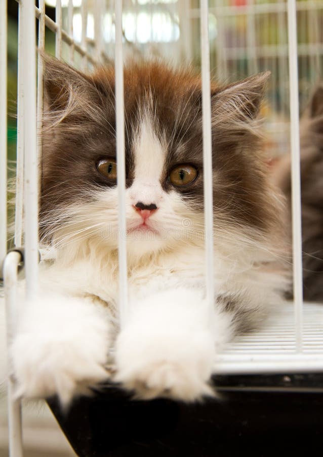 Cat in a Cage stock photo. Image of freedom, cats, cage - 2368470
