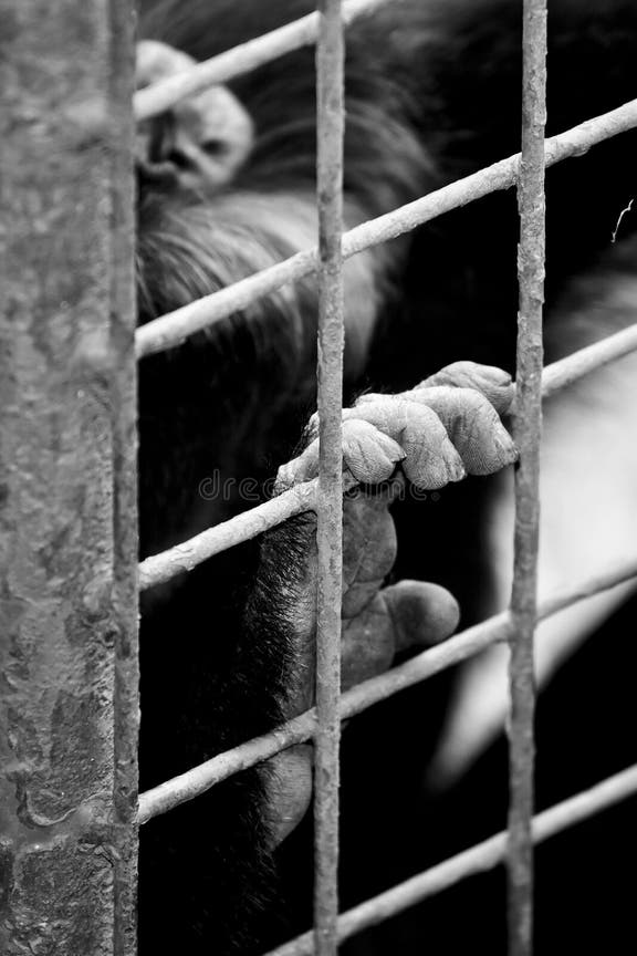 Caged monkey stock image. Image of captivity, locked - 18932557