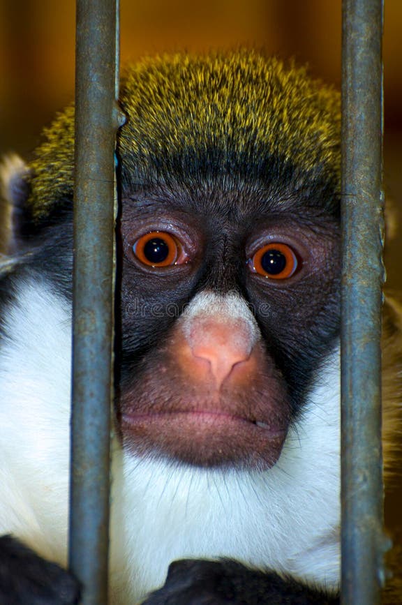 Caged Monkey stock image. Image of alone, exhibit, natural - 24629785