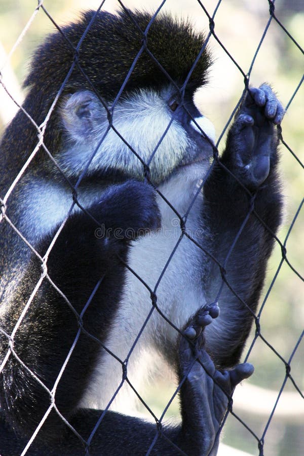Caged Monkey stock photo. Image of emotion, primates, rights - 786738