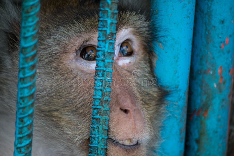 Caged monkey stock image. Image of cage, cruelty, animal - 44868333