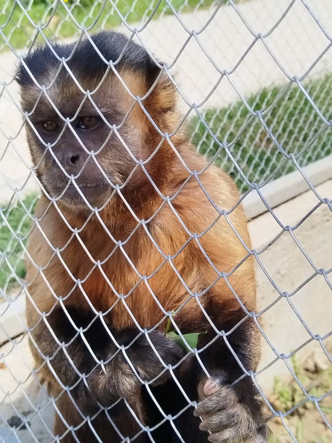 Caged Monkey Looking for Freedom Stock Image - Image of amazon, intense ...