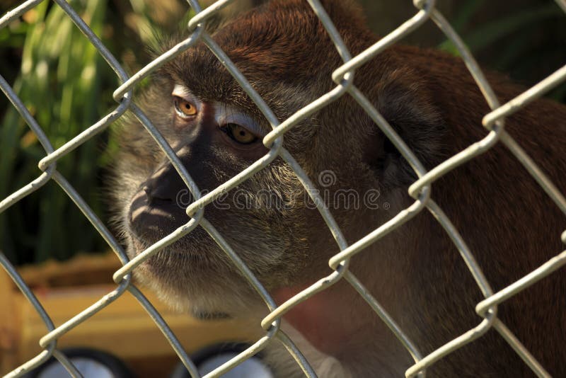 Caged Monkey stock image. Image of tree, thinking, thought - 63191285