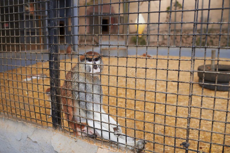 Caged monkey in a zoo stock image. Image of hand, cage - 185790697
