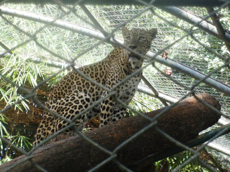 Caged Panther Inside Trivandrum Zoo in Kerala Stock Photo - Image of ...