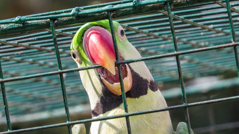 Caged Parrot stock image. Image of animal, budgie, breakfree - 204662639