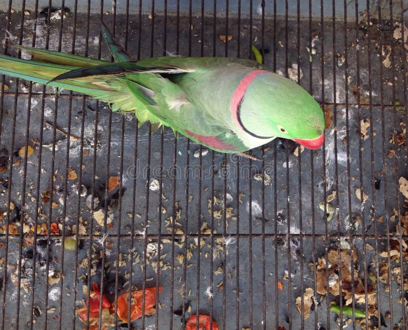 Caged parrot stock image. Image of iphoneclick, parrot - 68705869