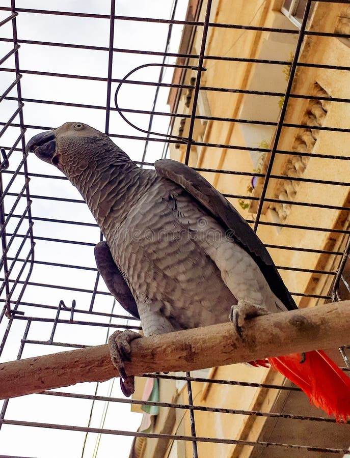 Caged parrot portrait stock photo. Image of eagle, caged - 197889008