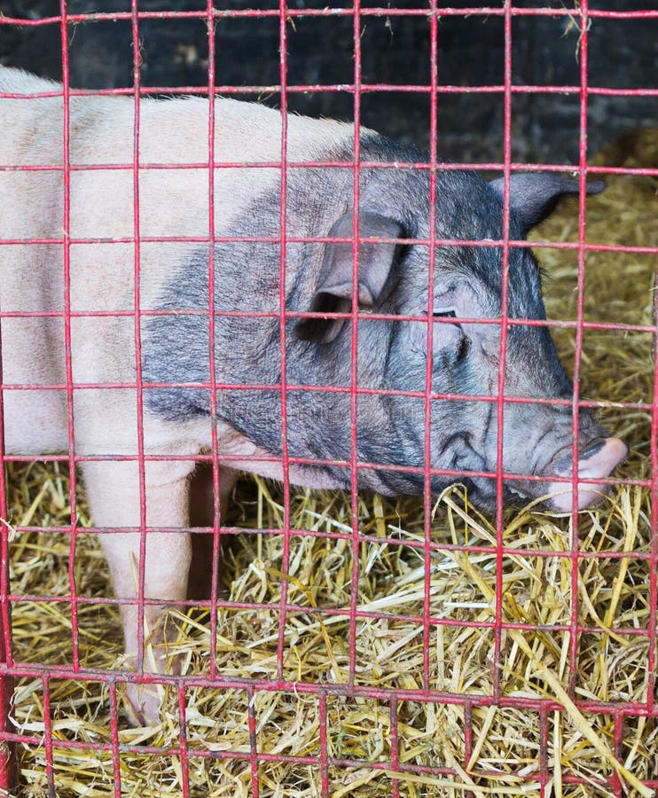 Caged Pig stock image. Image of caged, cage, straw, forlorn - 89745691