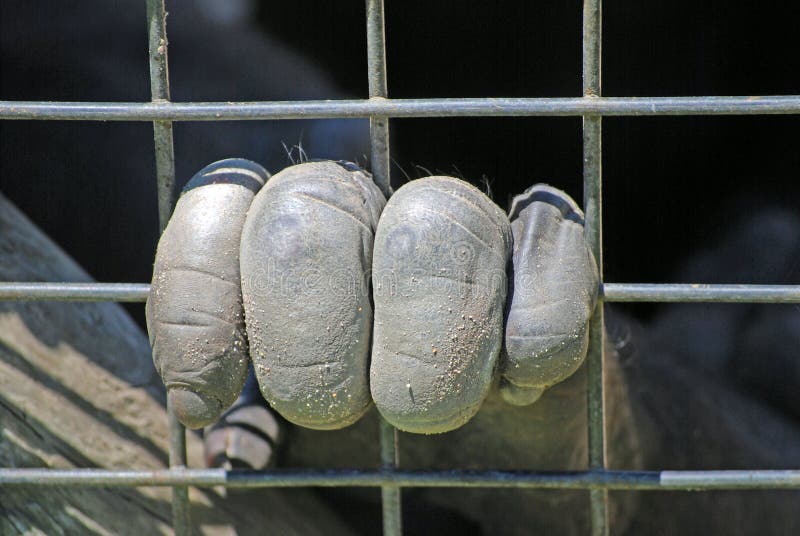 Primate Hand stock photo. Image of black, foot, primate - 21760674