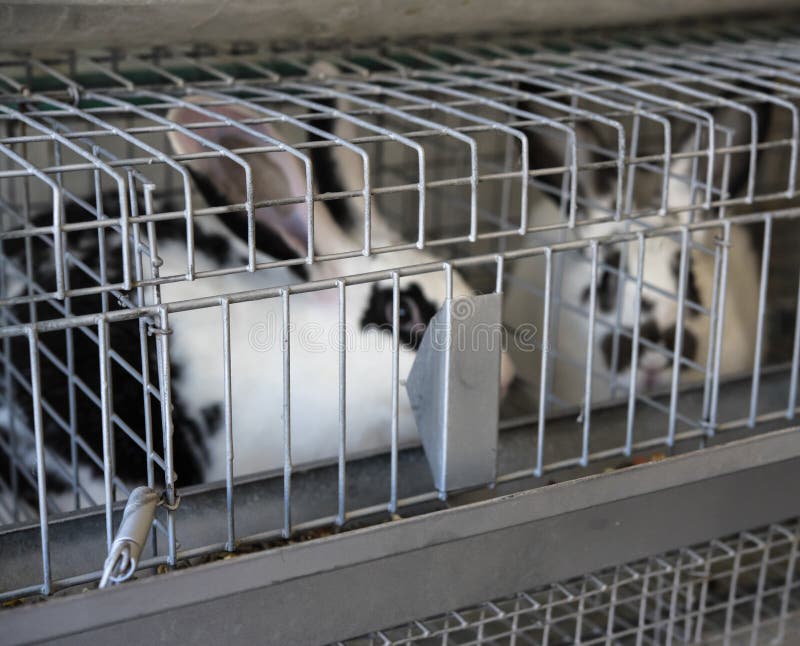 Caged Rabbits in Breeding, Selective Focus Stock Image - Image of cute ...
