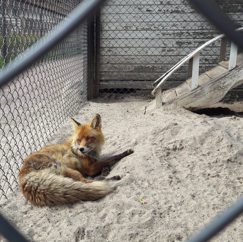 Distressed and Sad Red Fox in a Cage Stock Photo - Image of wildlife ...