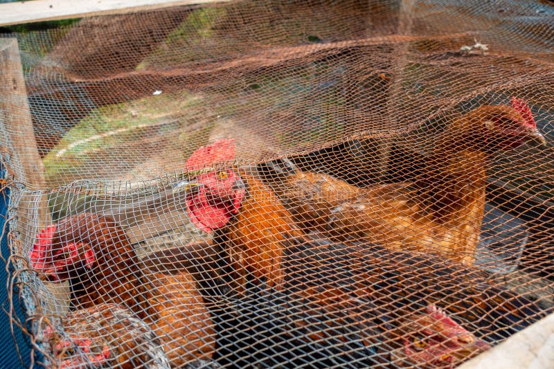 Caged Hens Eating Feed. Sale of Hens for Breeding on the Farm Stock ...