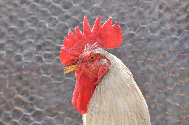 Caged rooster stock photo. Image of beak, feathers, poultry - 24400056
