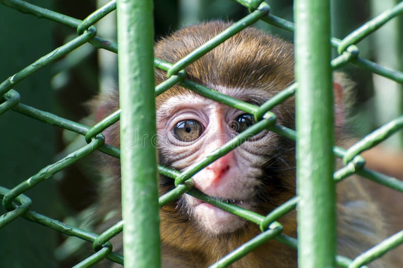 Caged Sad Monkey Yearning for Freedom Stock Photo - Image of yearn ...