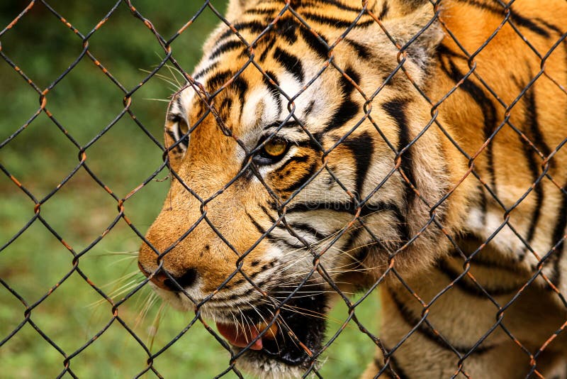 537 Caged Tiger Stock Photos - Free & Royalty-Free Stock Photos from ...