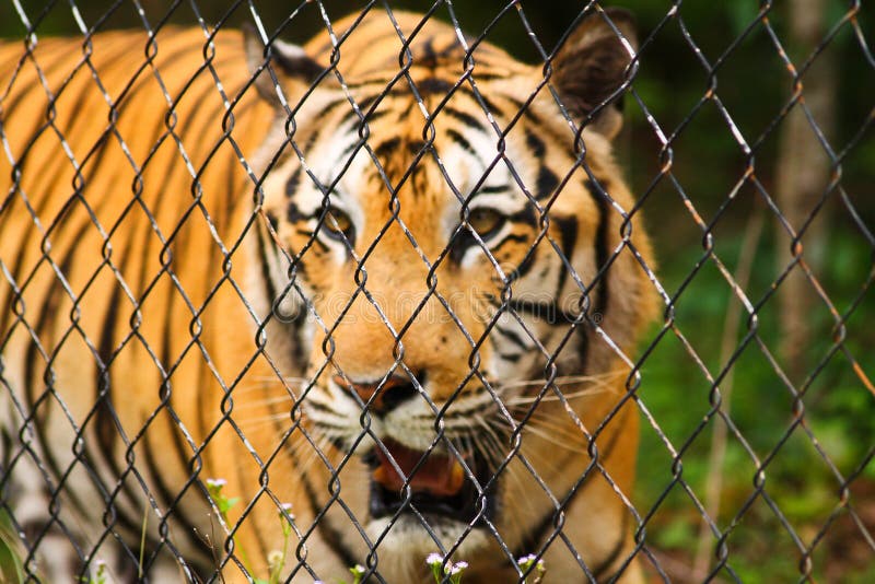 537 Caged Tiger Stock Photos - Free & Royalty-Free Stock Photos from ...
