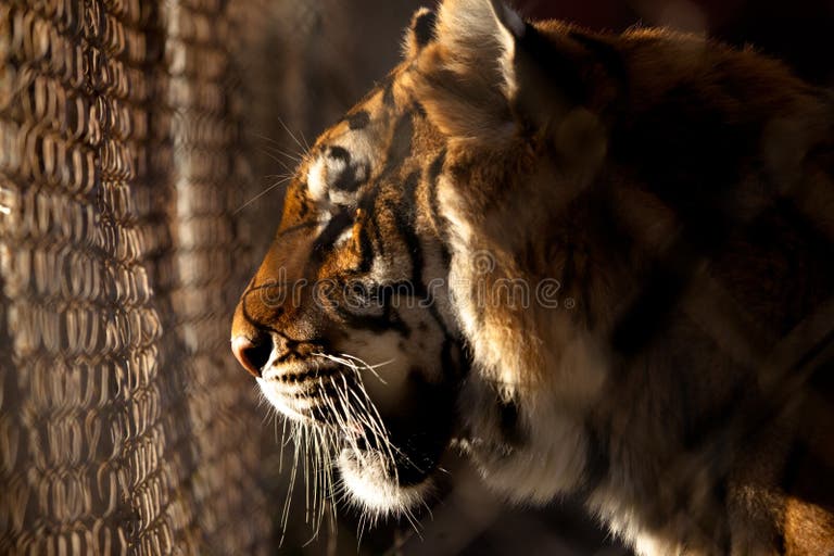 643 Caged Tiger Stock Photos - Free & Royalty-Free Stock Photos from ...